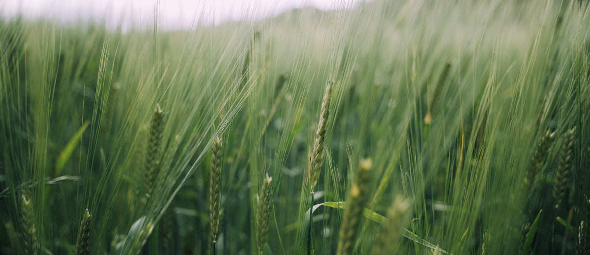 7 Things To Know About Wheat Straw | S'wheat